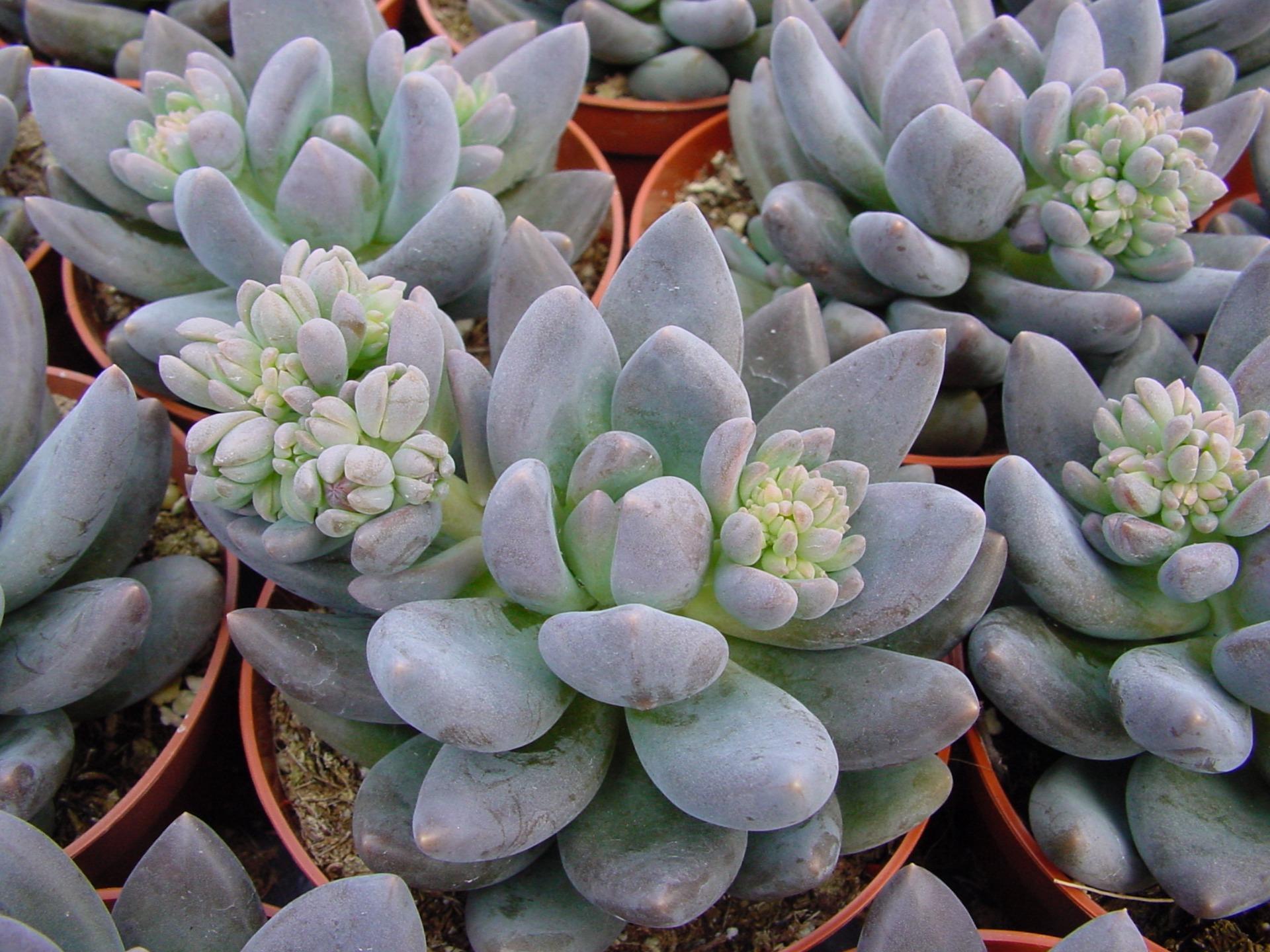 Fabulous fat friends, a Succulent story - Indoor Succulents