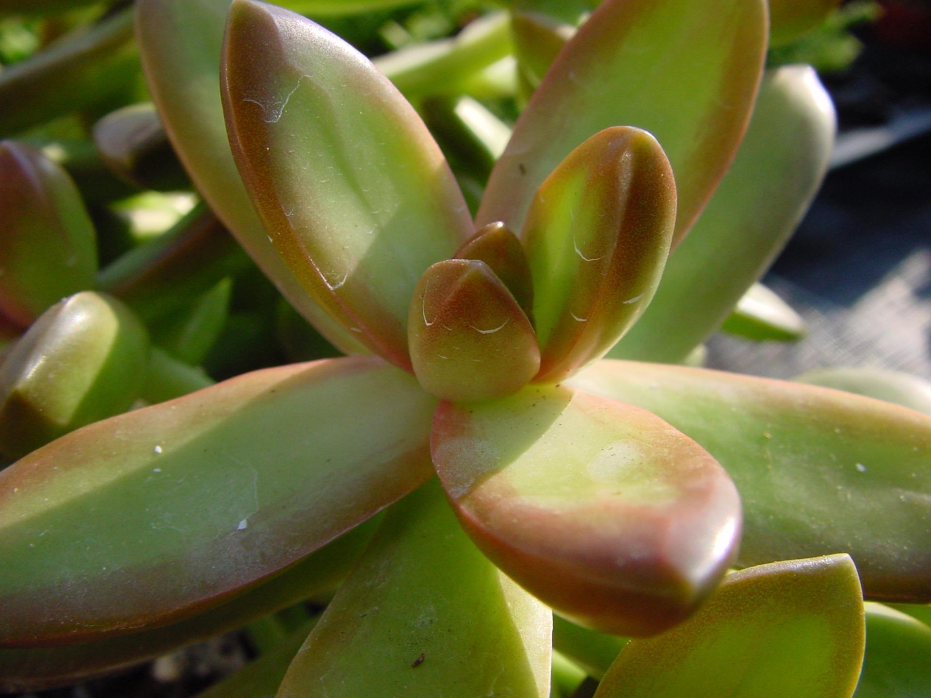 Fabulous fat friends, a Succulent story - Indoor Succulents