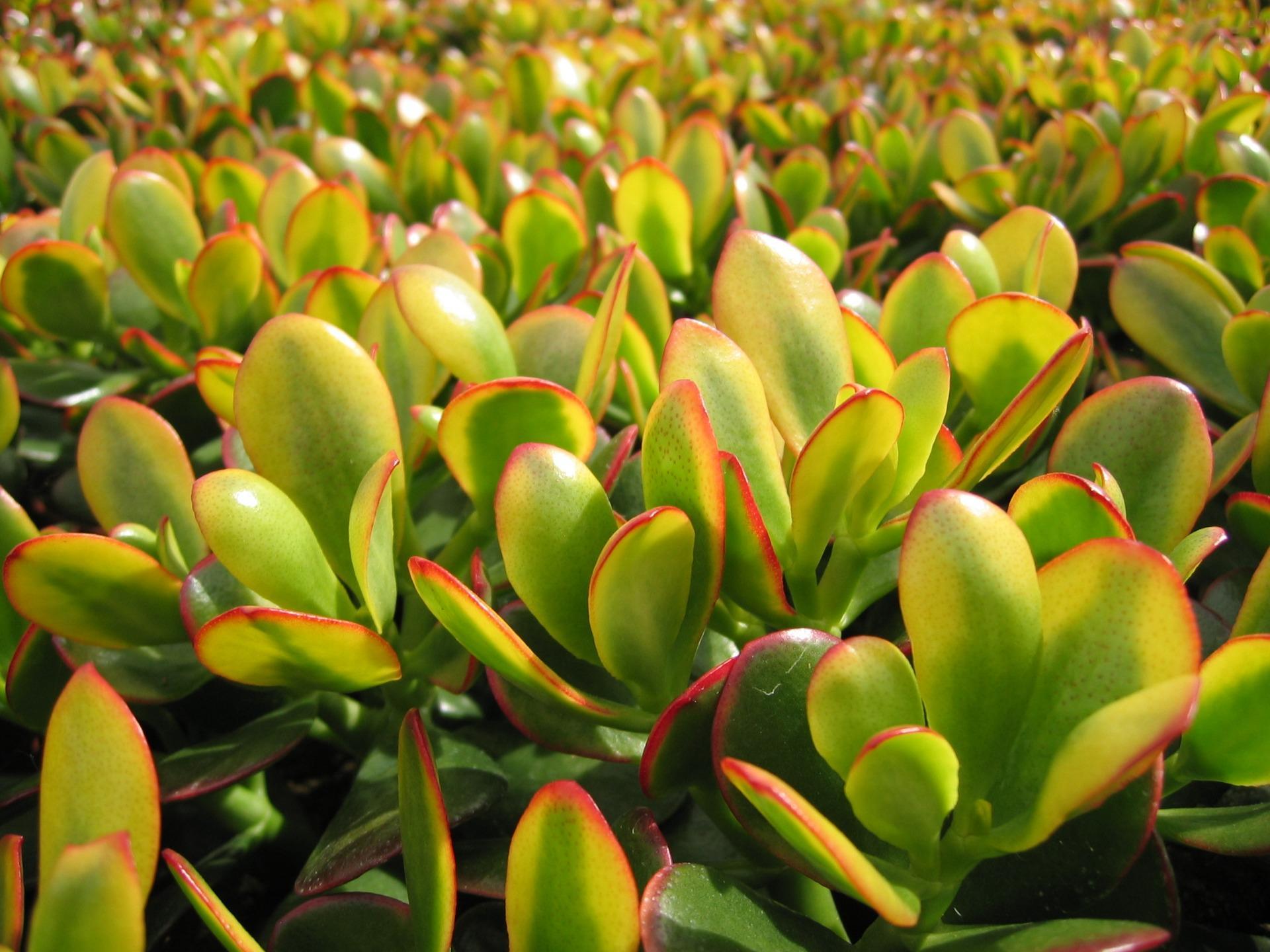 Fabulous fat friends, a Succulent story - Indoor Succulents