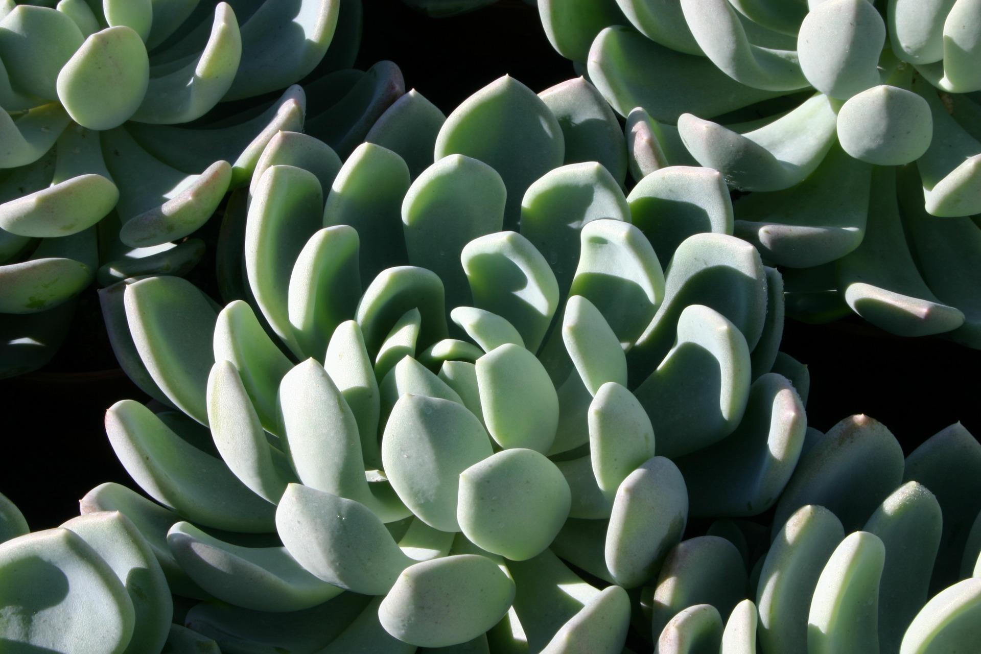 Fabulous fat friends, a Succulent story - Indoor Succulents